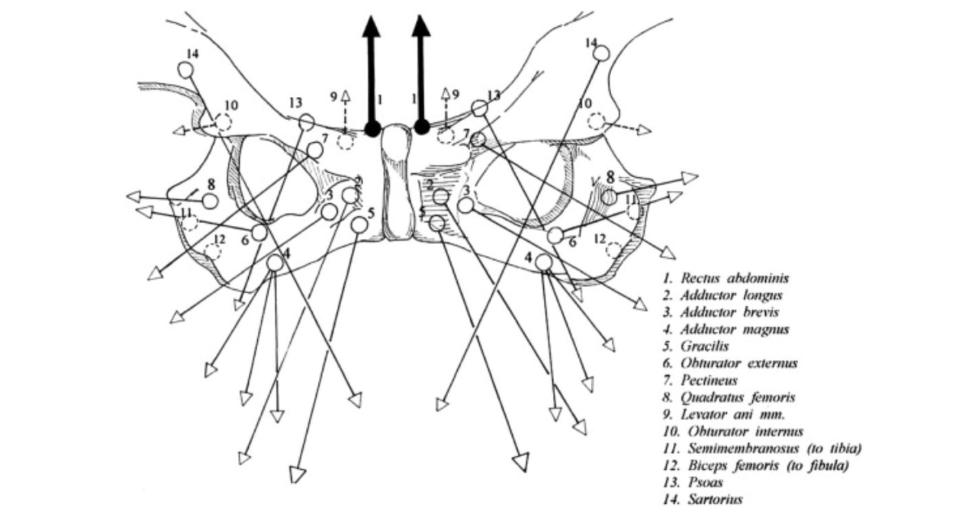 Groin pain, treatment and terminology - by Sam Blanchard | RunningPhysio