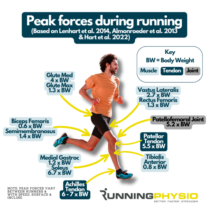 What are the peak forces involved in running? - RunningPhysio