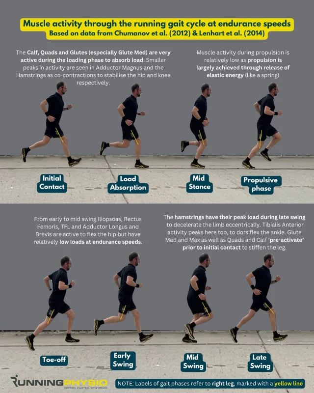 Gluteus Medius Exercises For Runners Gluteus Medius Evidence Based